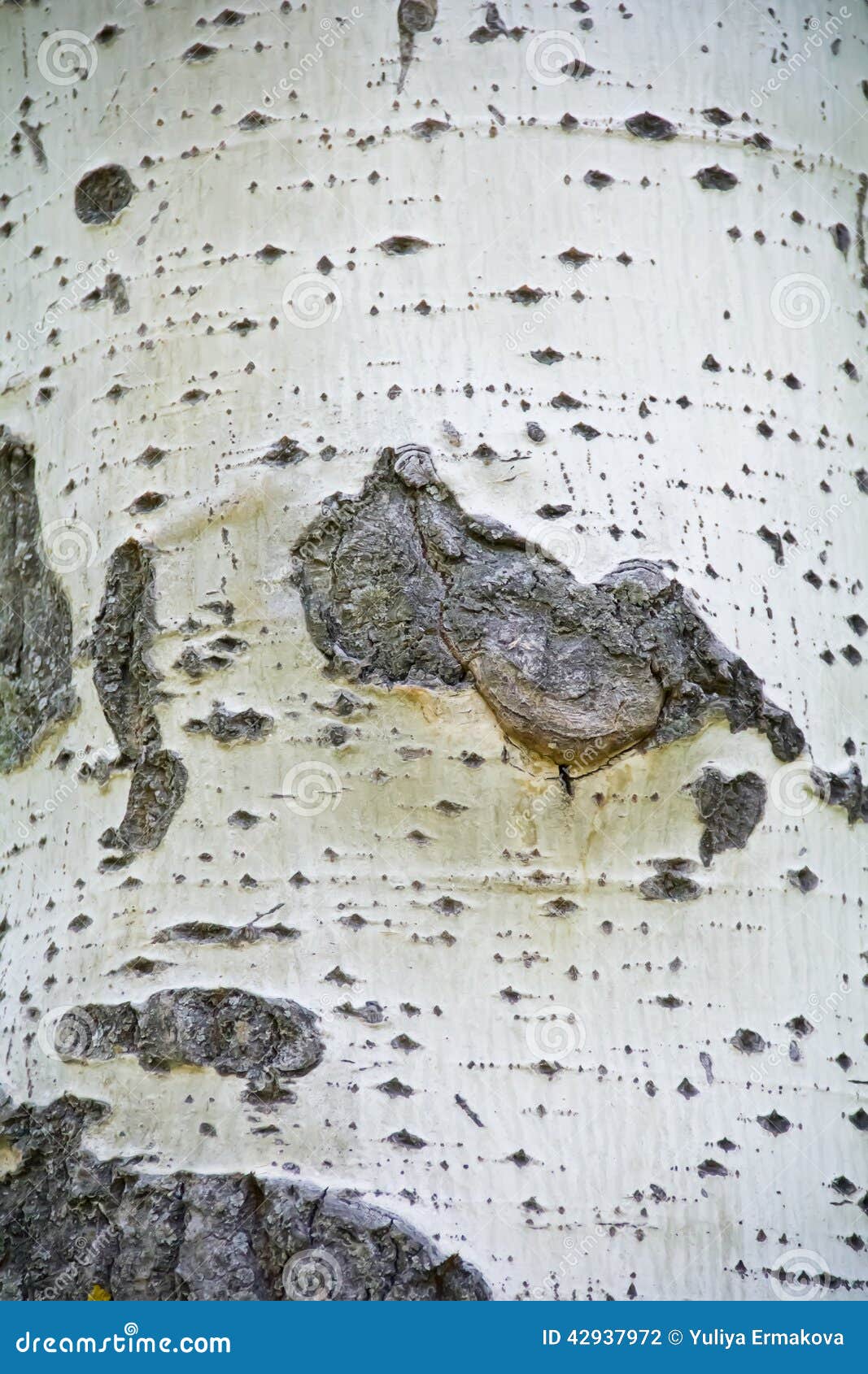 White texture stem tree stock photo. Image of gritty - 42937972