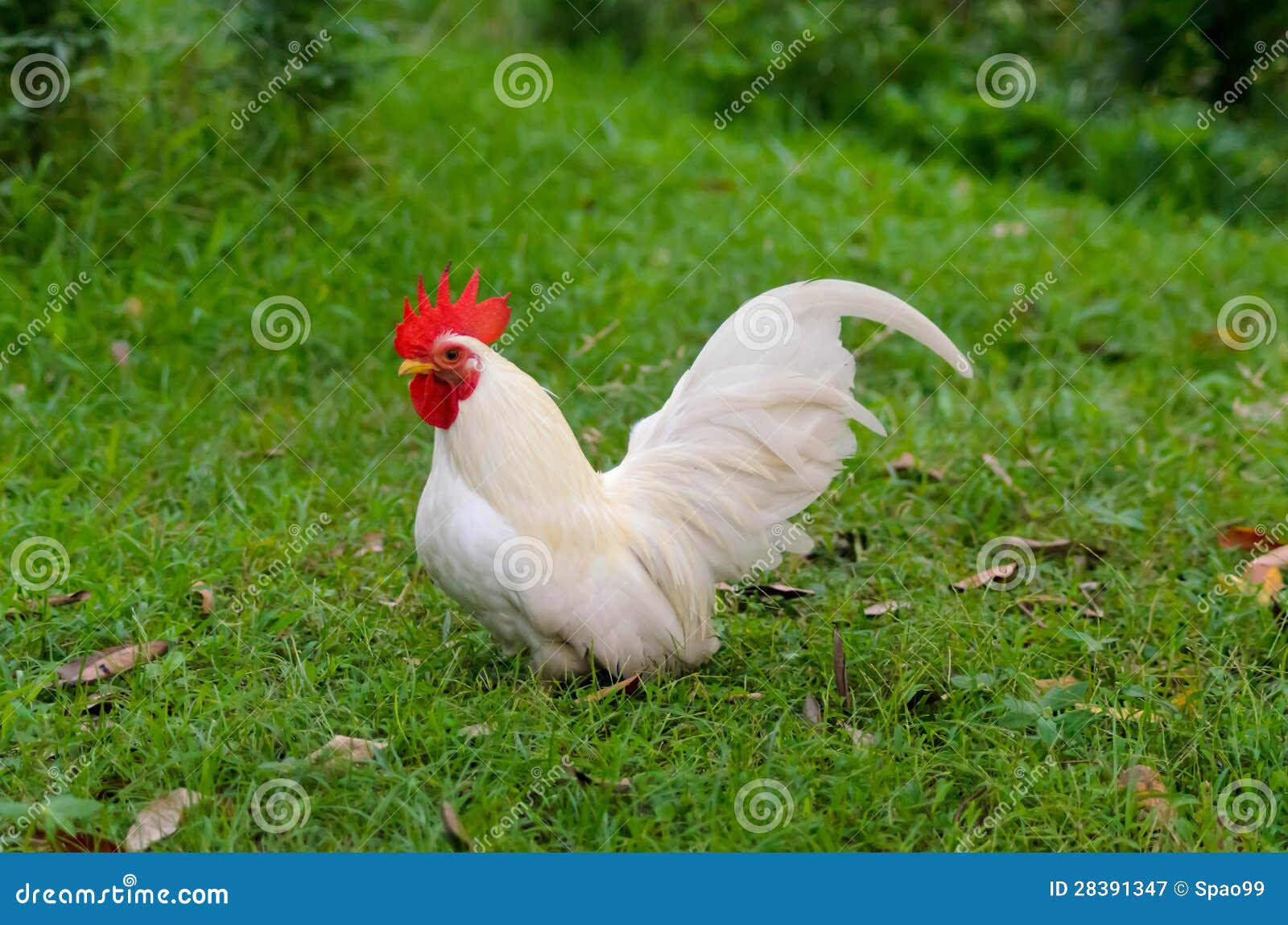 A White Thai Bantam Rooster. Stock Image - Image of green, bantam: 28391347