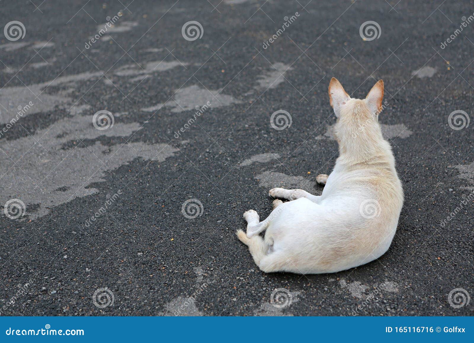 White Thai Dog Sitting on Ground. Rear View Stock Photo - Image of face ...