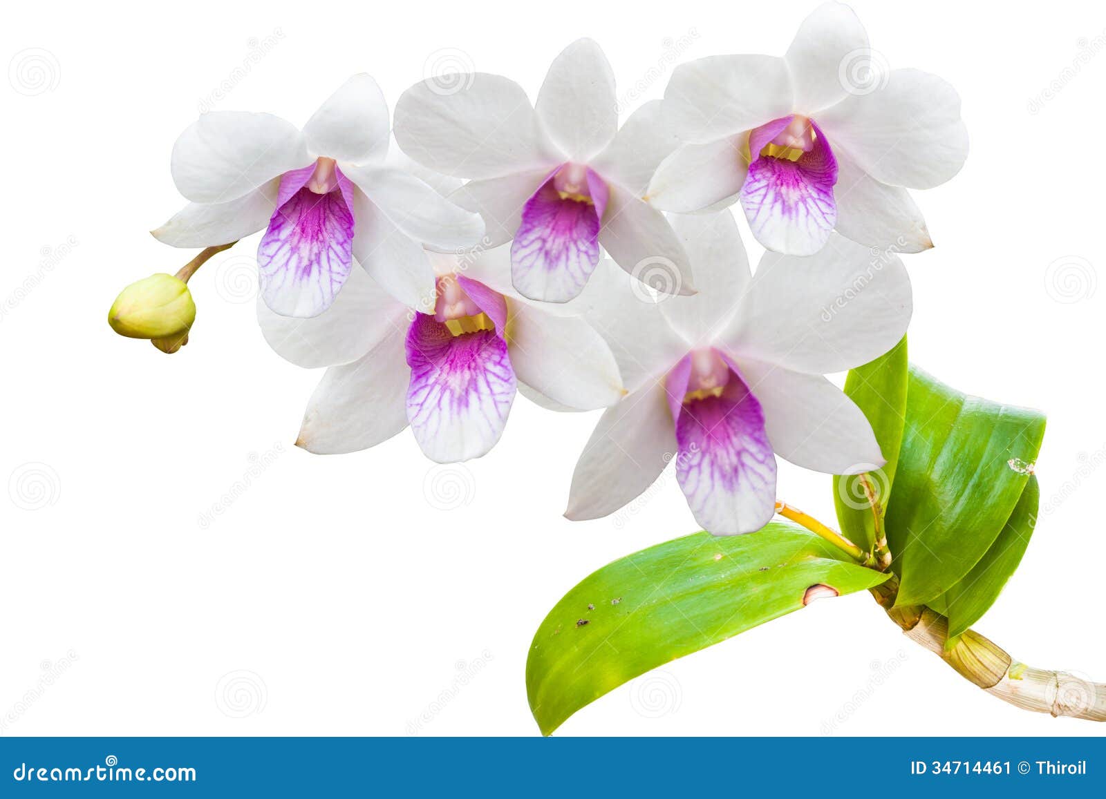 White Thai Orchids on Isolate. Stock Image - Image of garden, green ...