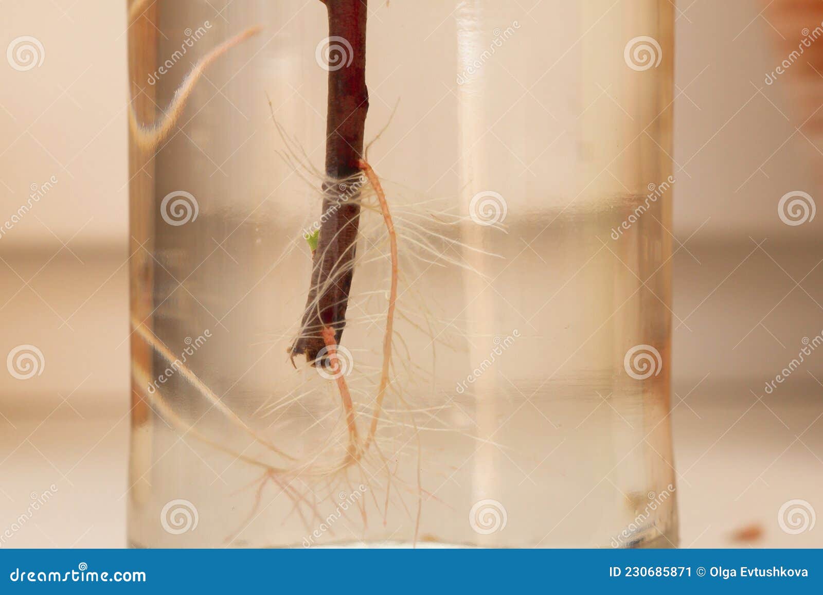 The White Thin Roots of the Tree Grew in the Water Stock Image - Image ...