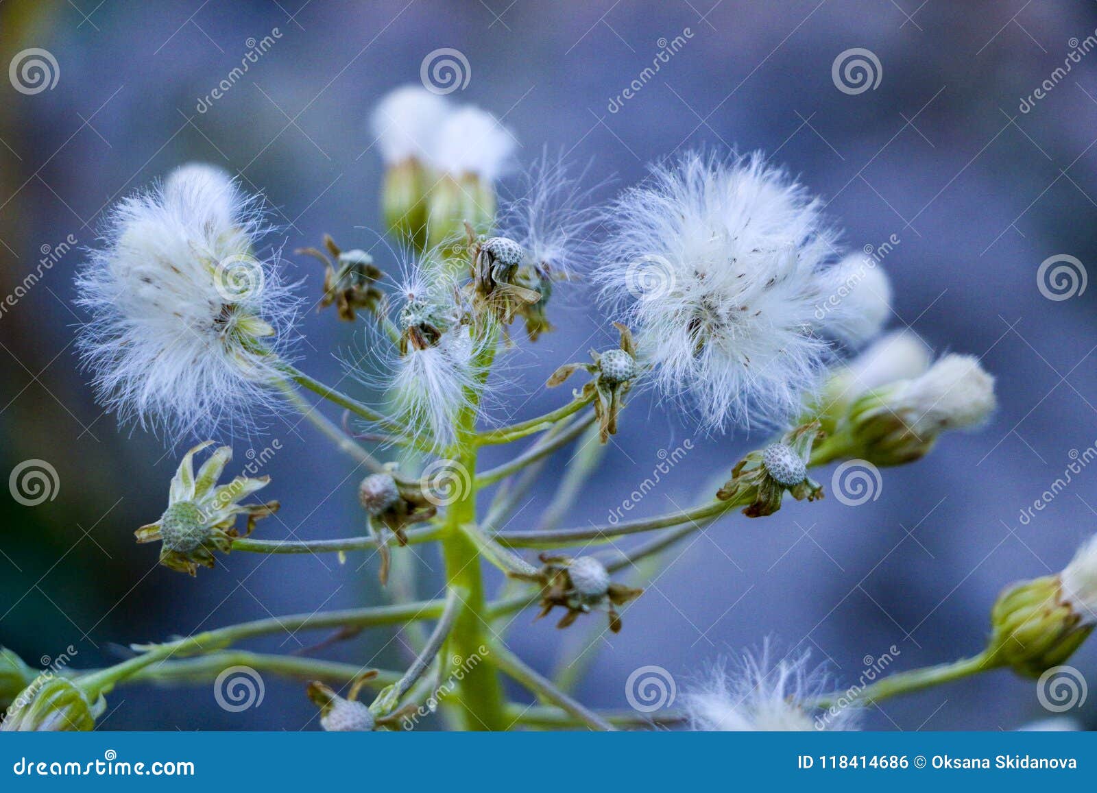 White Thistle in the Field. the Dried Thistle Flowers in the Sunlight ...