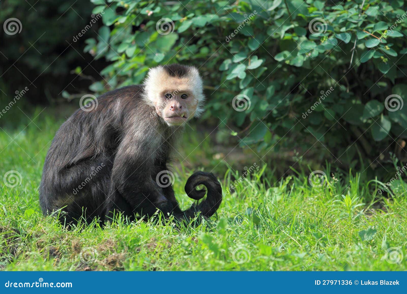 White Thoated Capuchin Stock Photos - Free & Royalty-Free Stock Photos ...
