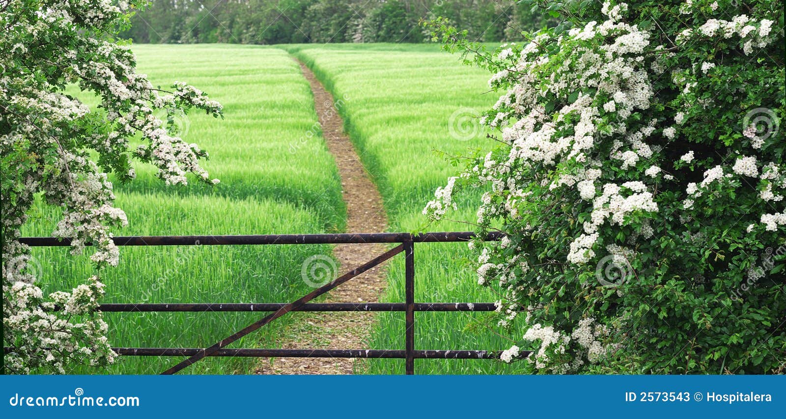 White Thorn1 stock image. Image of green, spring, footpath - 2573543