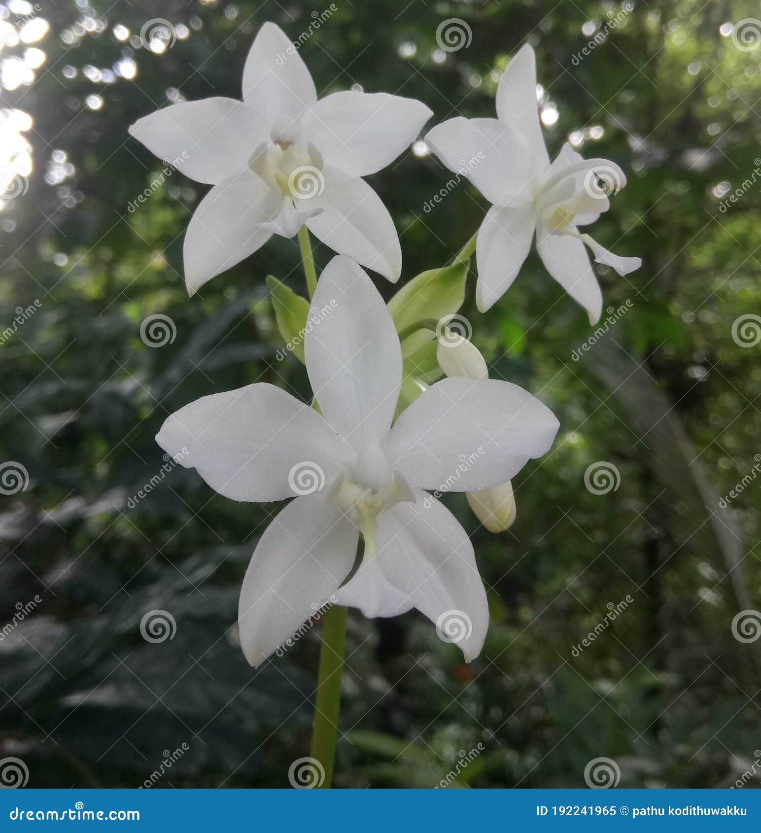 This is White Three Ochid Flowers in the Tree Stock Image - Image of ...