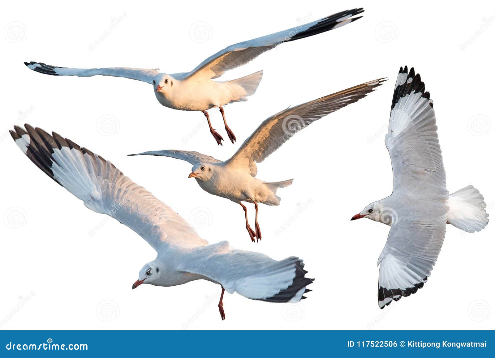 White Three Seagulls Bird Set Isolated Stock Photo - Image of internet ...