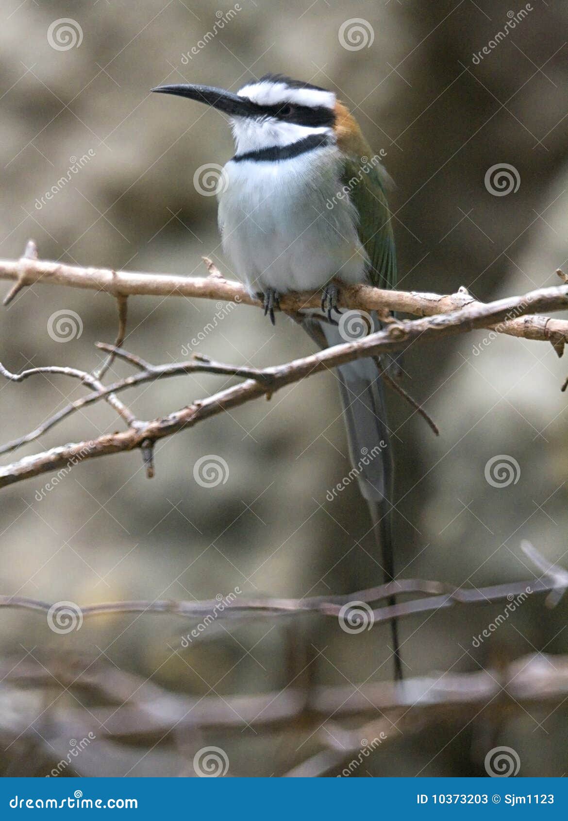 White Throated Bee-Eater stock image. Image of song, albicollis - 10373203