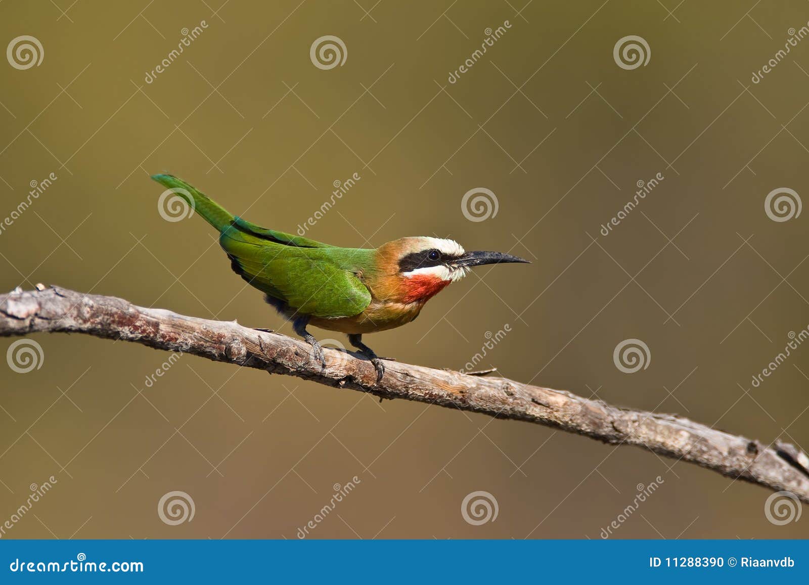 White-throated Bee-eater stock photo. Image of eater - 11288390