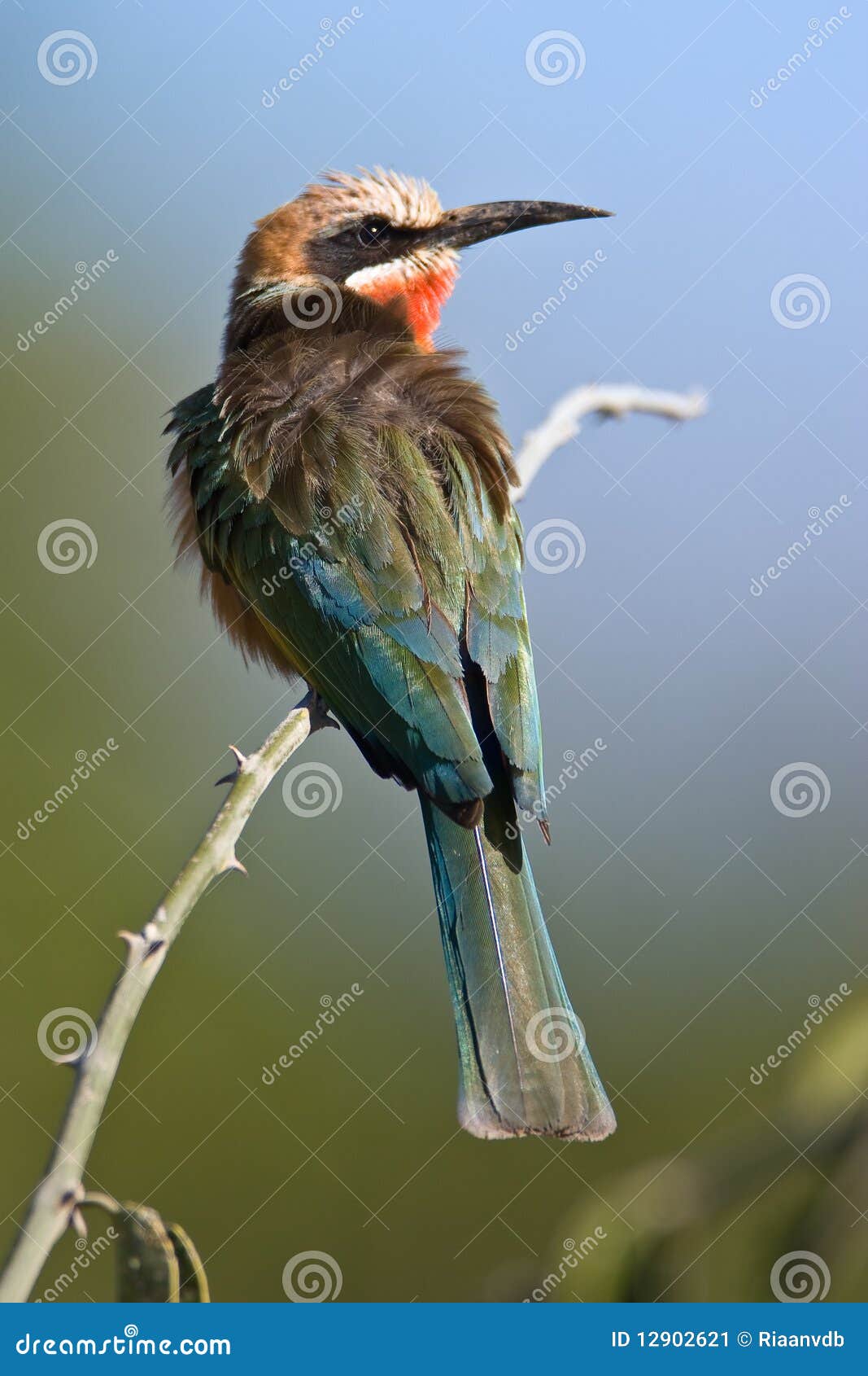 White-throated Bee-eater stock image. Image of mpumalanga - 12902621