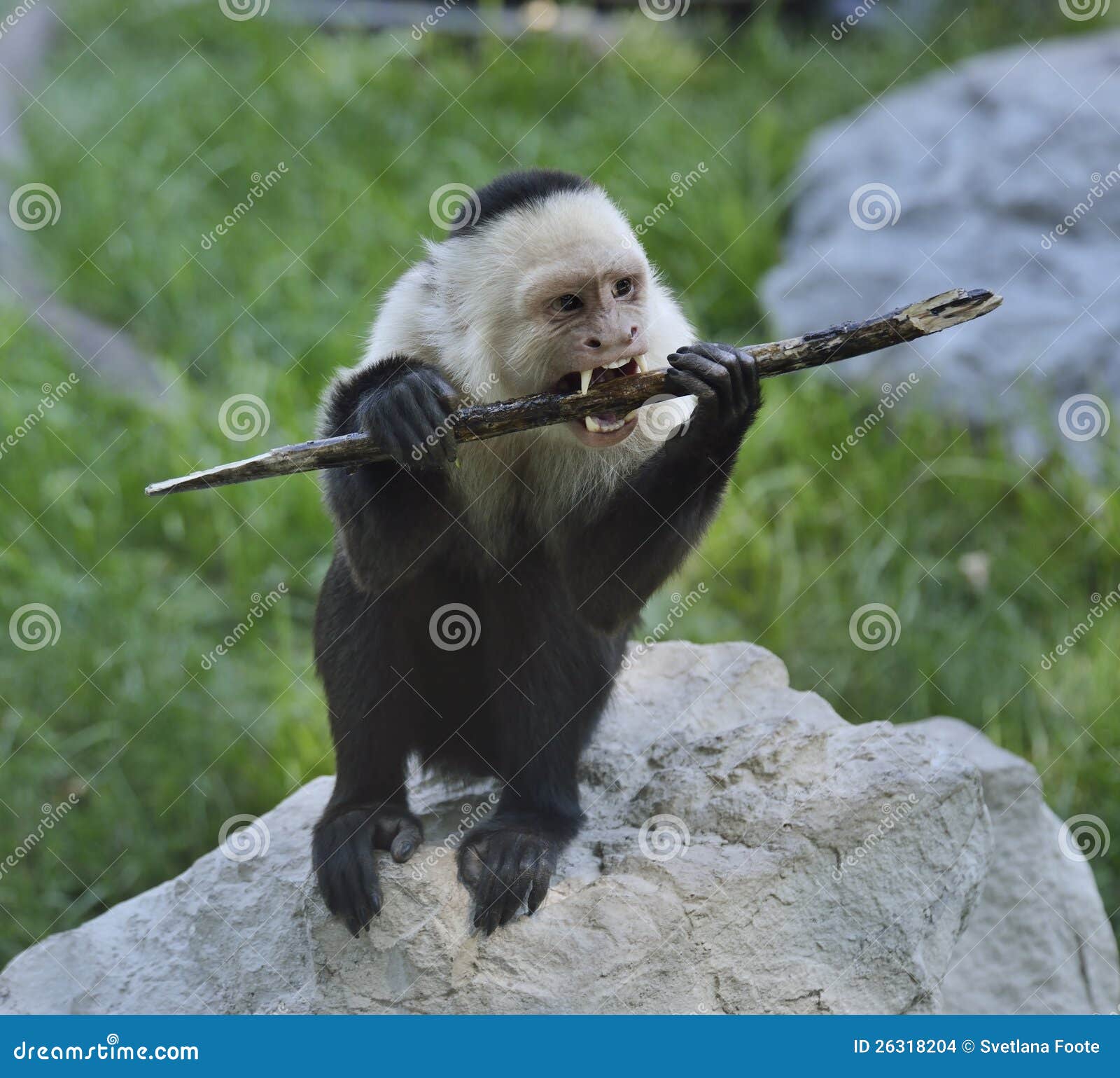 White-Throated Capuchin Monkey Stock Photo - Image of whitethroated ...