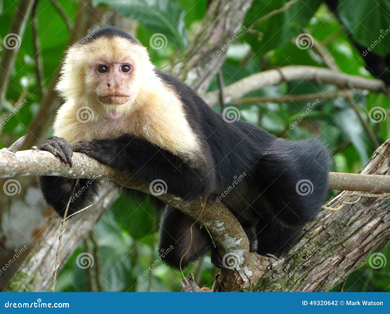 White Throated Capuchin editorial photography. Image of fashion - 49320642