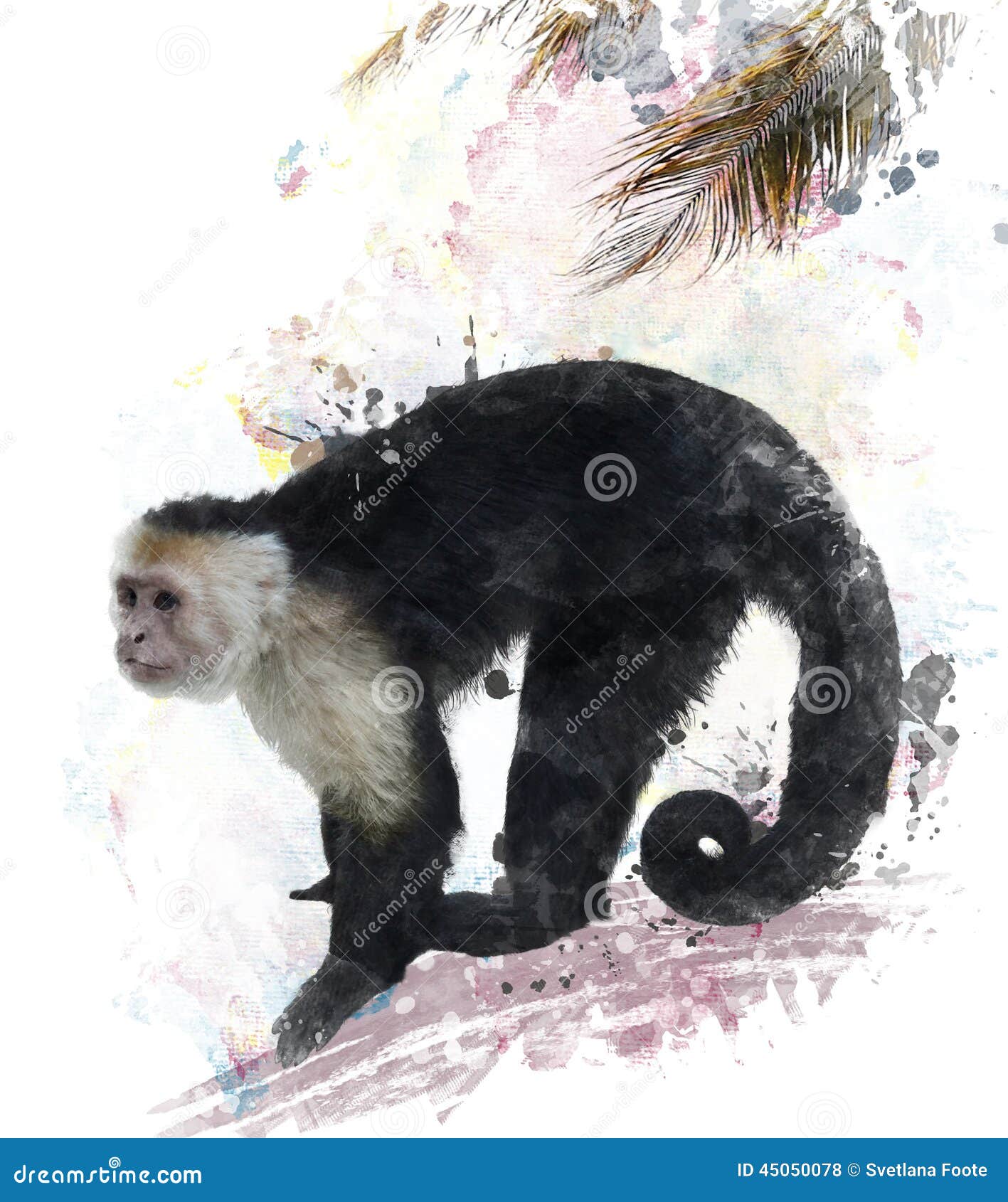 White Throated Capuchin Monkey Stock Illustration - Illustration of ...
