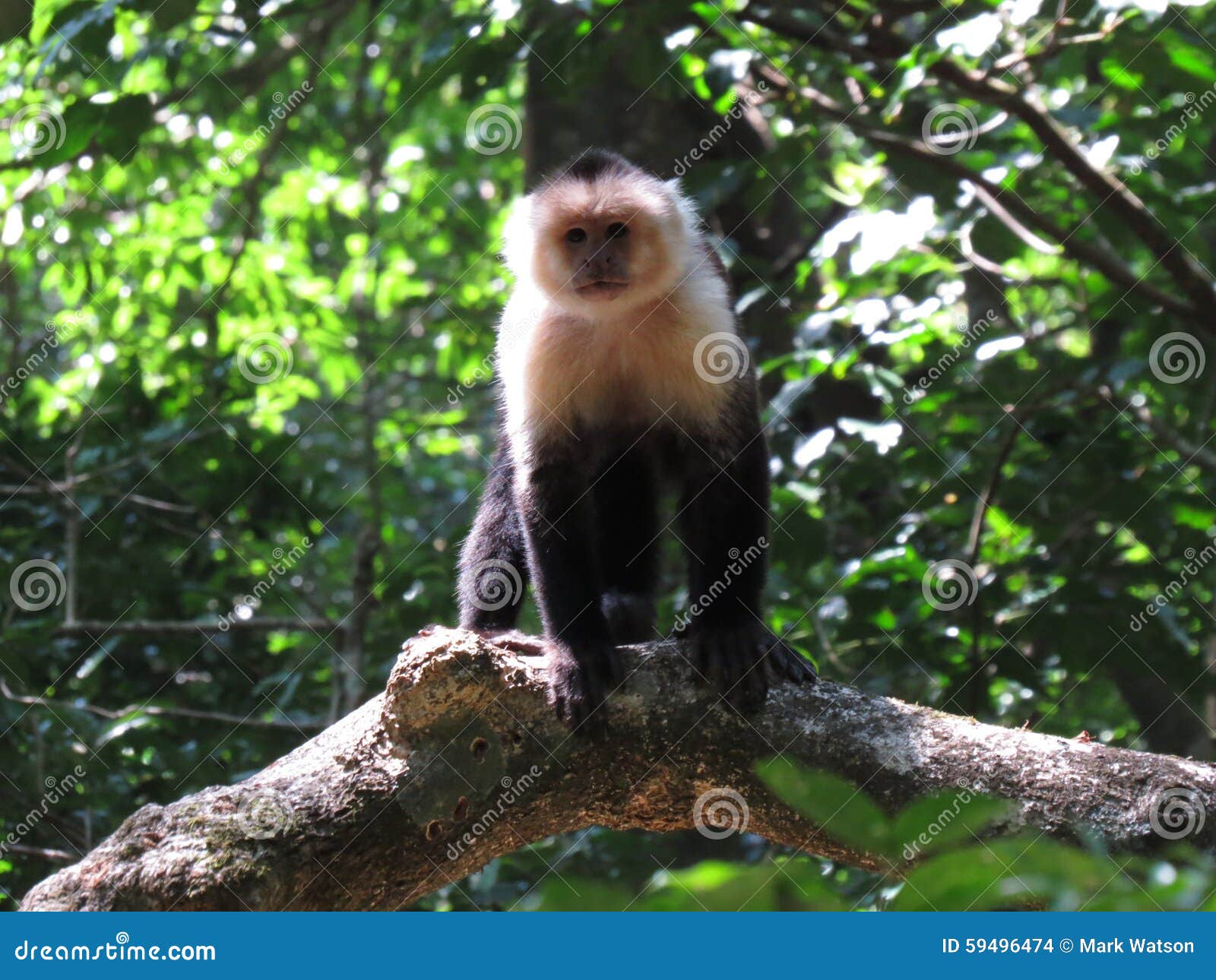 White Throated Capuchin stock photo. Image of instagood - 59496474