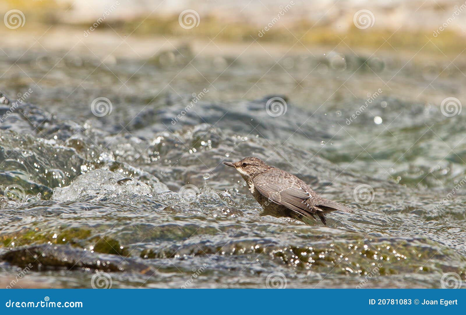White Throated Dipper Fishing River Stock Photos - Free & Royalty-Free ...
