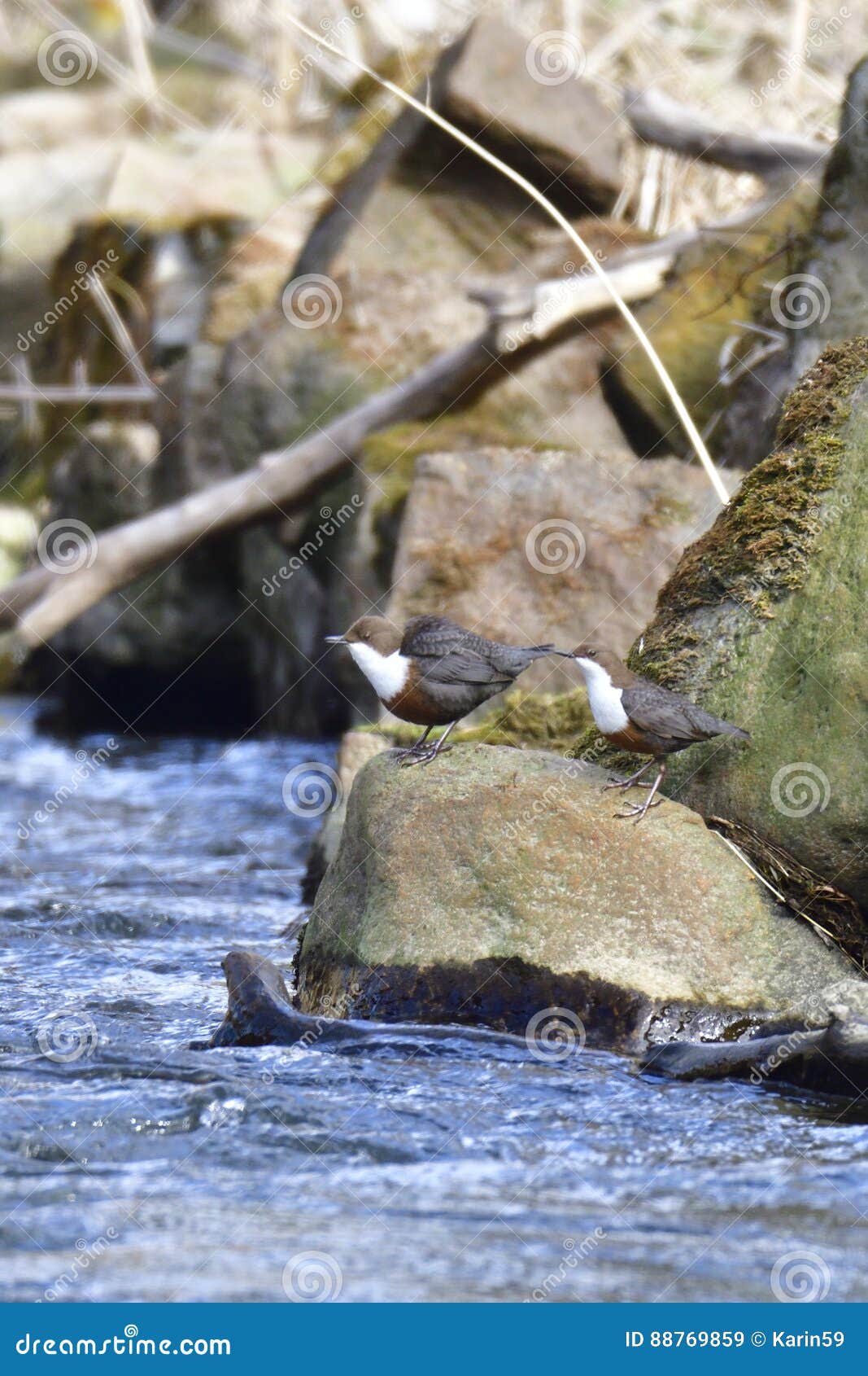 White-throated dipper stock image. Image of wildlife - 88769859