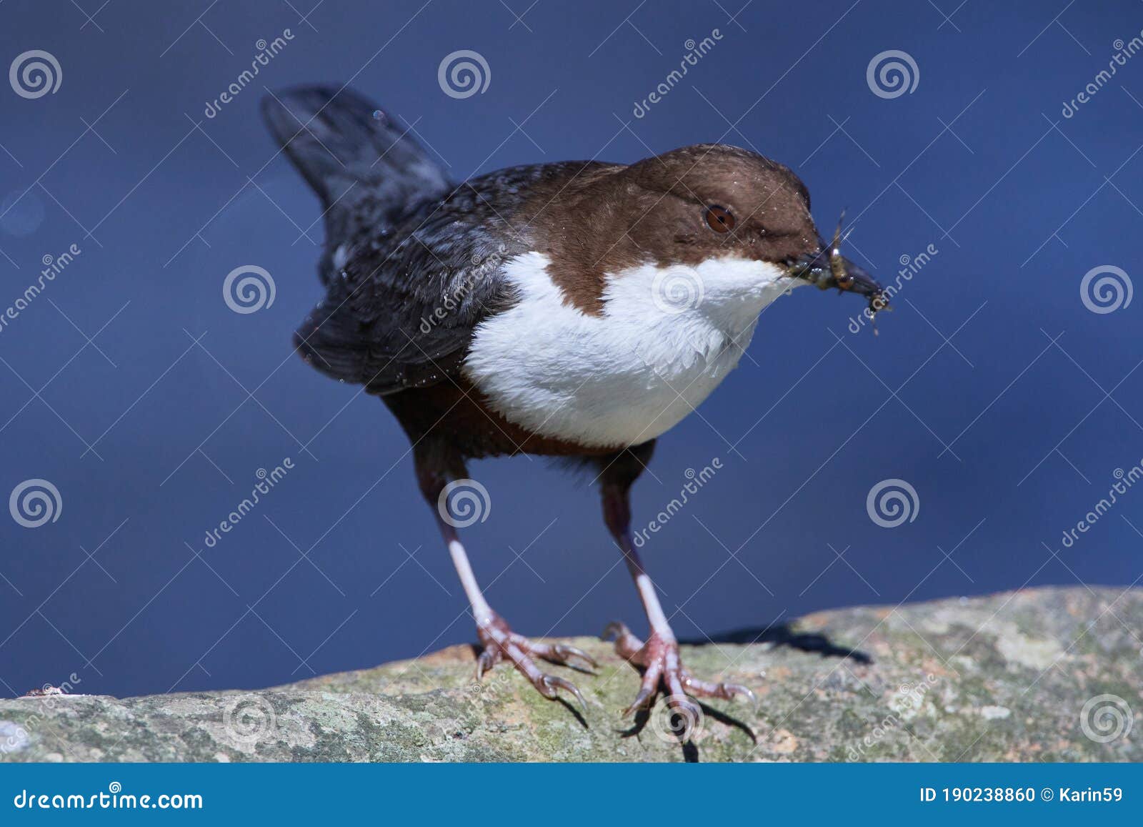 White-throated Dipper in Spring Stock Photo - Image of dipper, nature ...