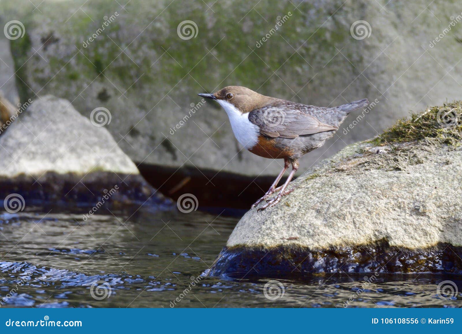 White-throated Dipper in Spring Stock Photo - Image of nature ...