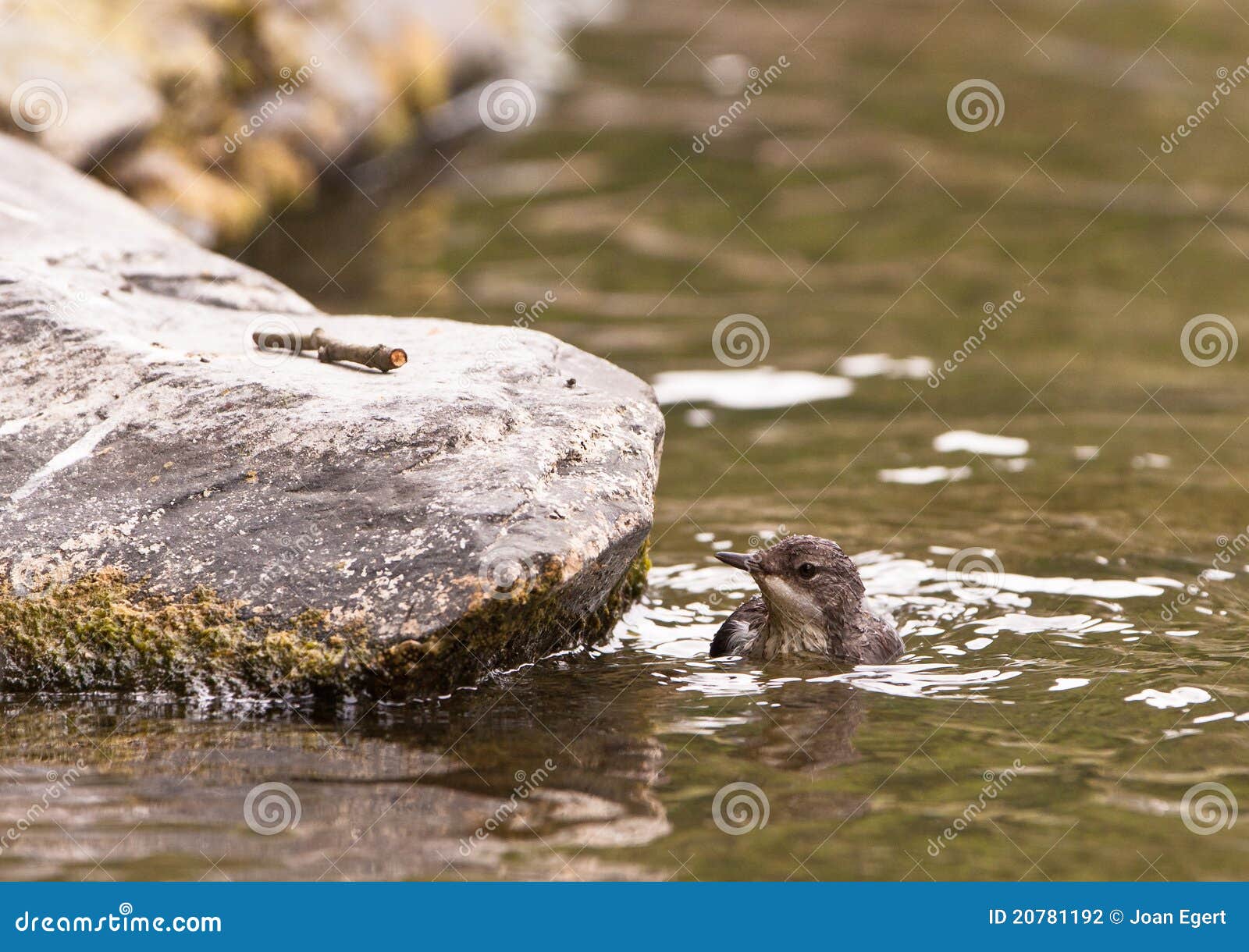 White-throated Dipper in the Water Stock Photo - Image of insects ...
