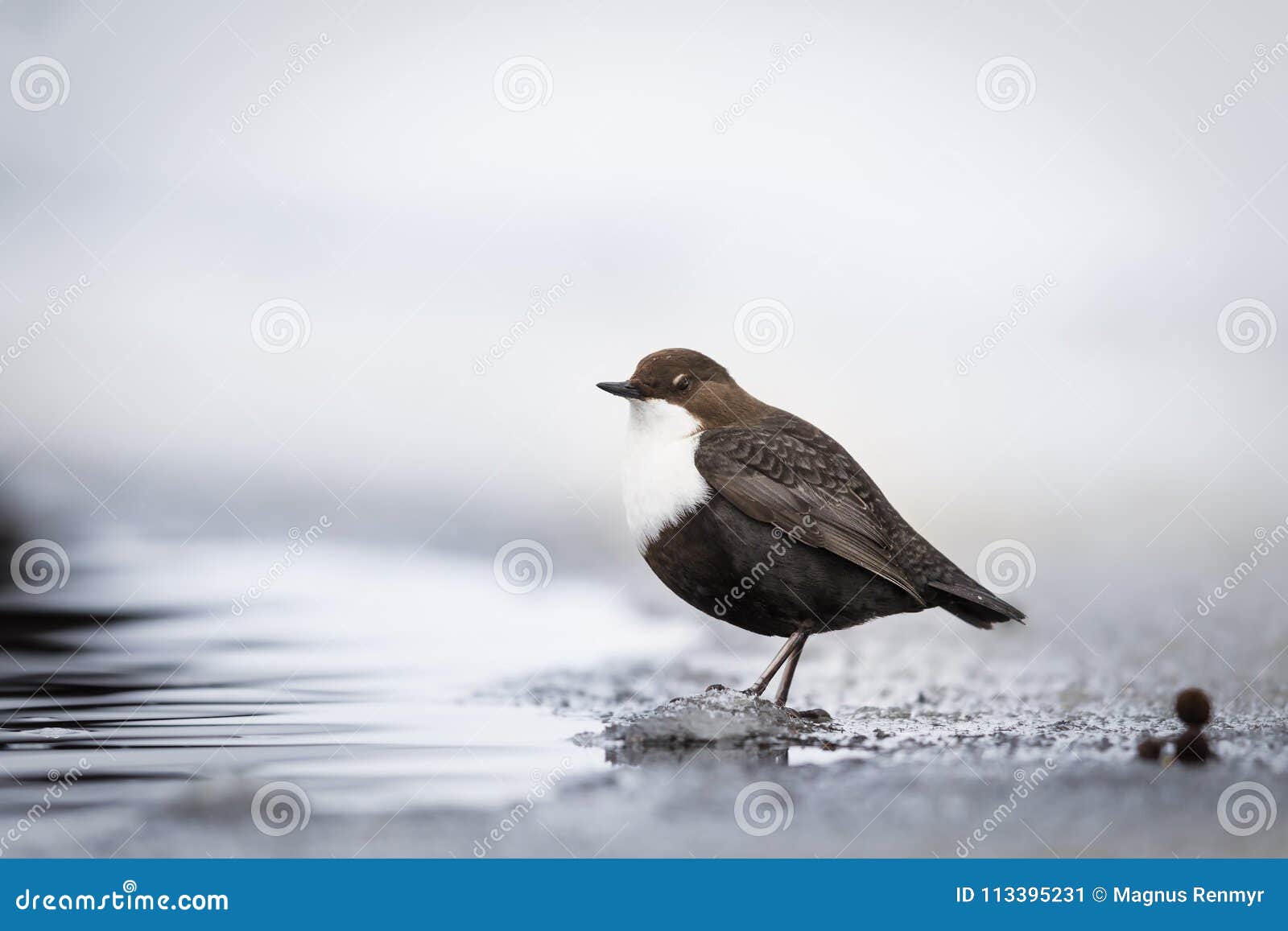 White-throated Dipper in a Wintery Setting, Standing on Ice Stock Image ...