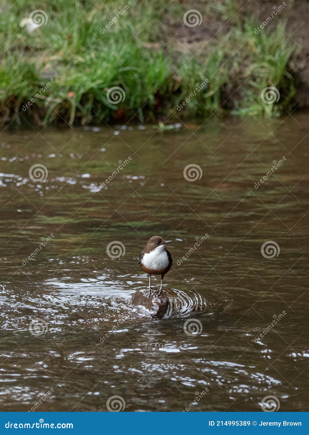 White-throated Dippers, Cinclus Cinclus, in the Braid Burn. Hermitage ...