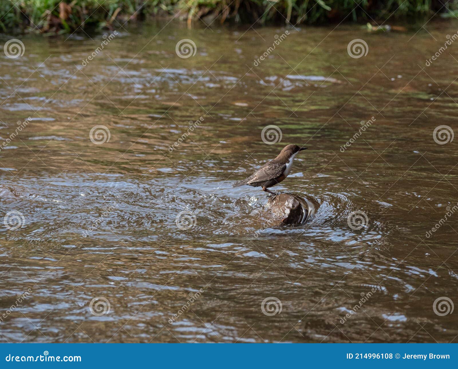 White-throated Dippers, Cinclus Cinclus, in the Braid Burn. Hermitage ...