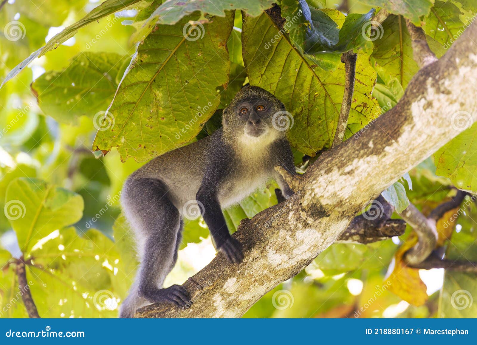 White-throated Monkey Cercopithecus Albogularis in a Tree, Kenya ...