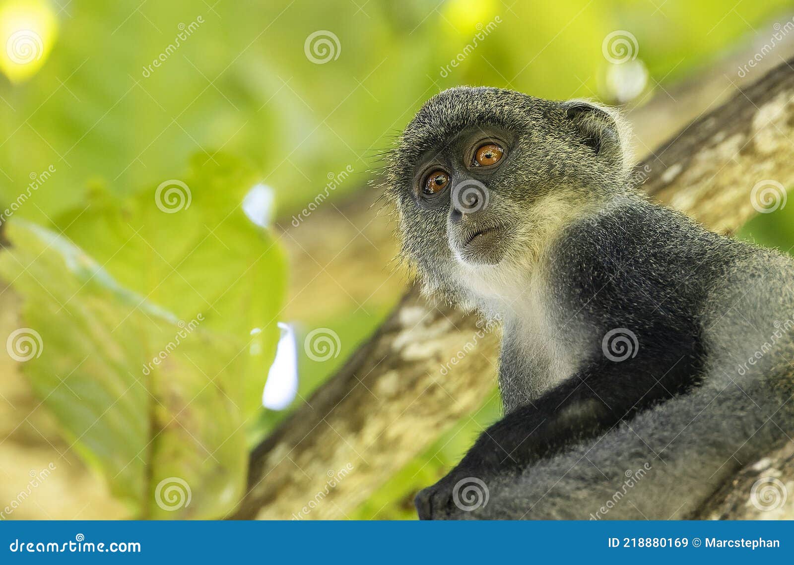 White-throated Monkey Cercopithecus Albogularis in a Tree, Kenya ...