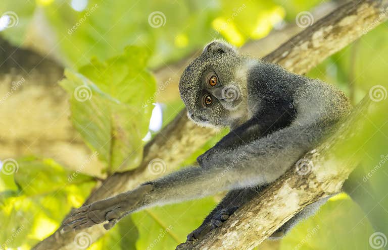 White-throated Monkey Cercopithecus Albogularis in a Tree, Kenya ...