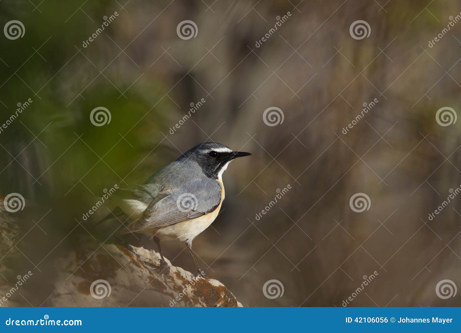 White-throated Robin stock photo. Image of animal, feathers - 42106056