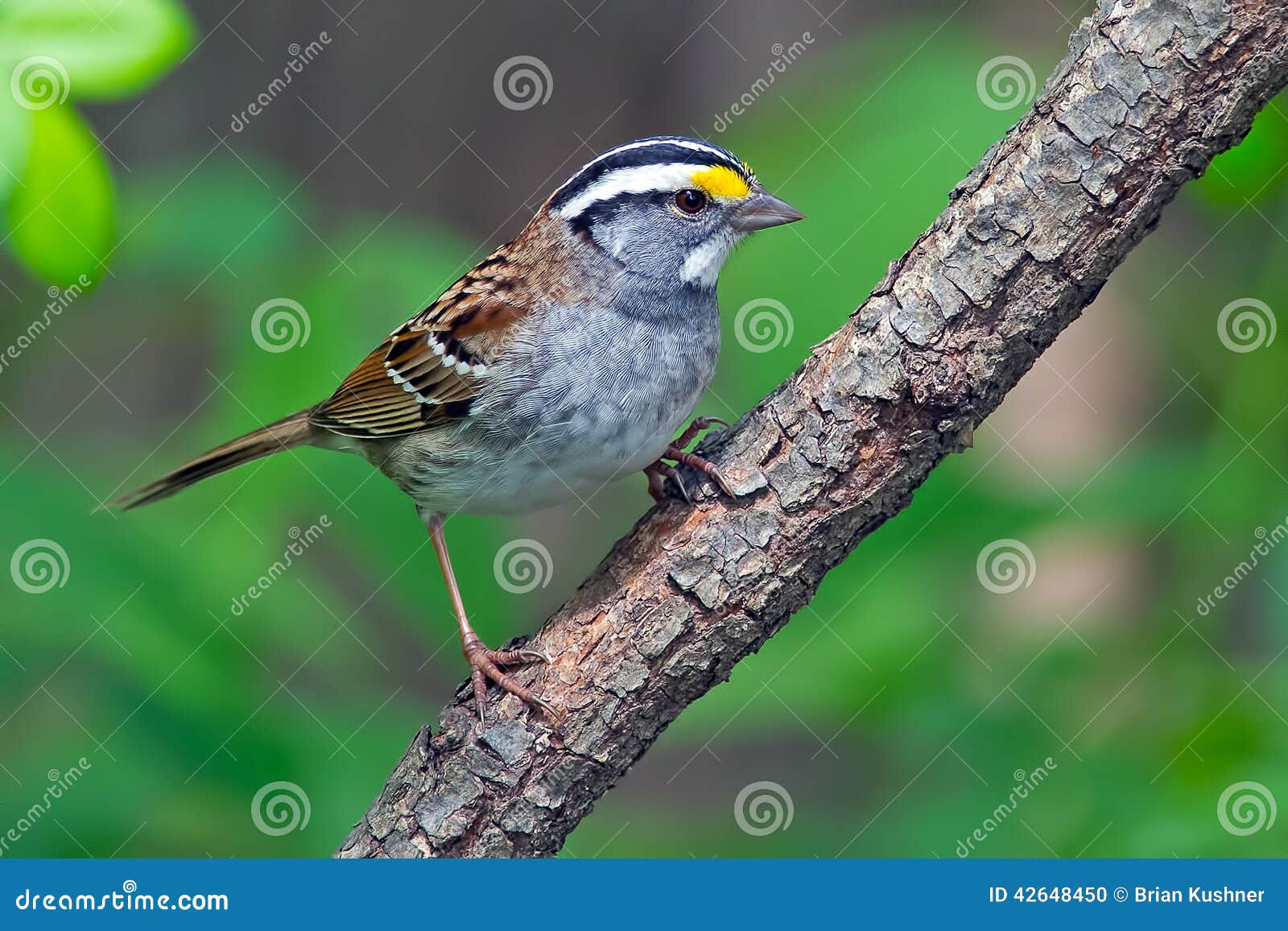 White-Throated Sparrow stock photo. Image of feathers - 42648450