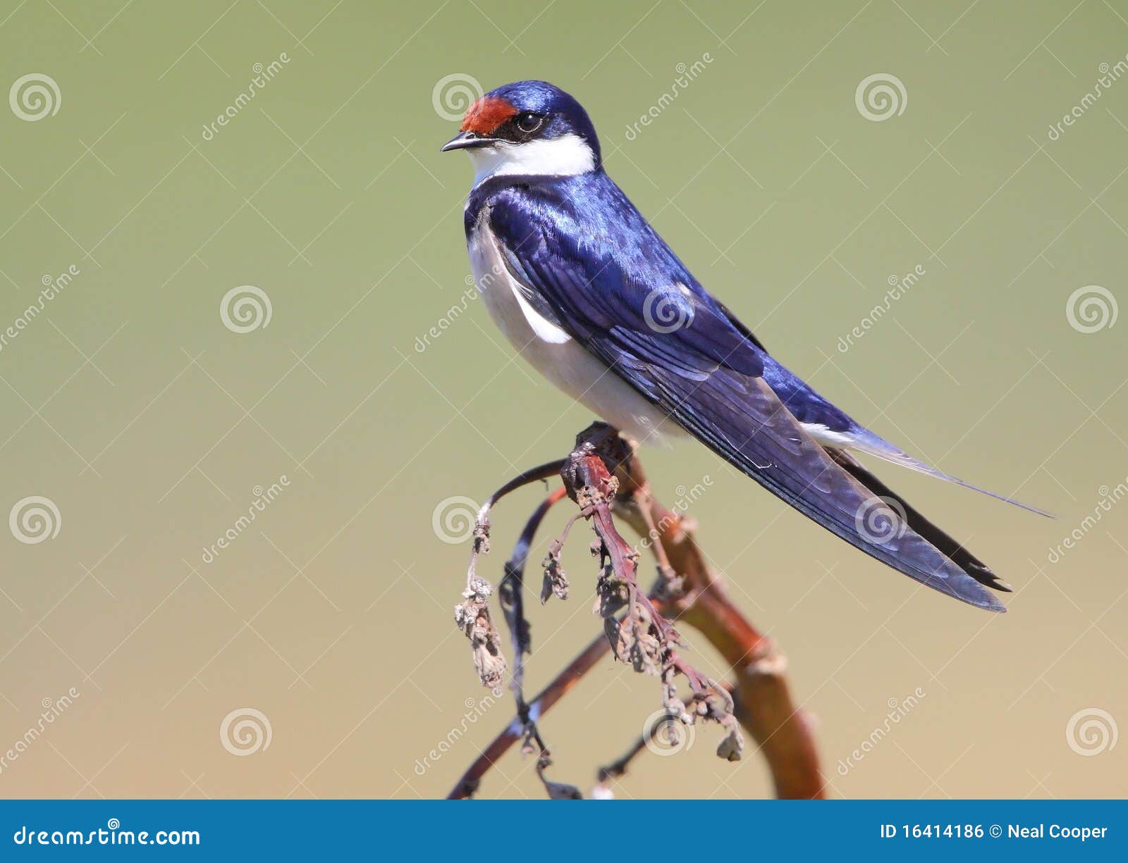 White Throated Swallow stock photo. Image of bird, martins - 16414186