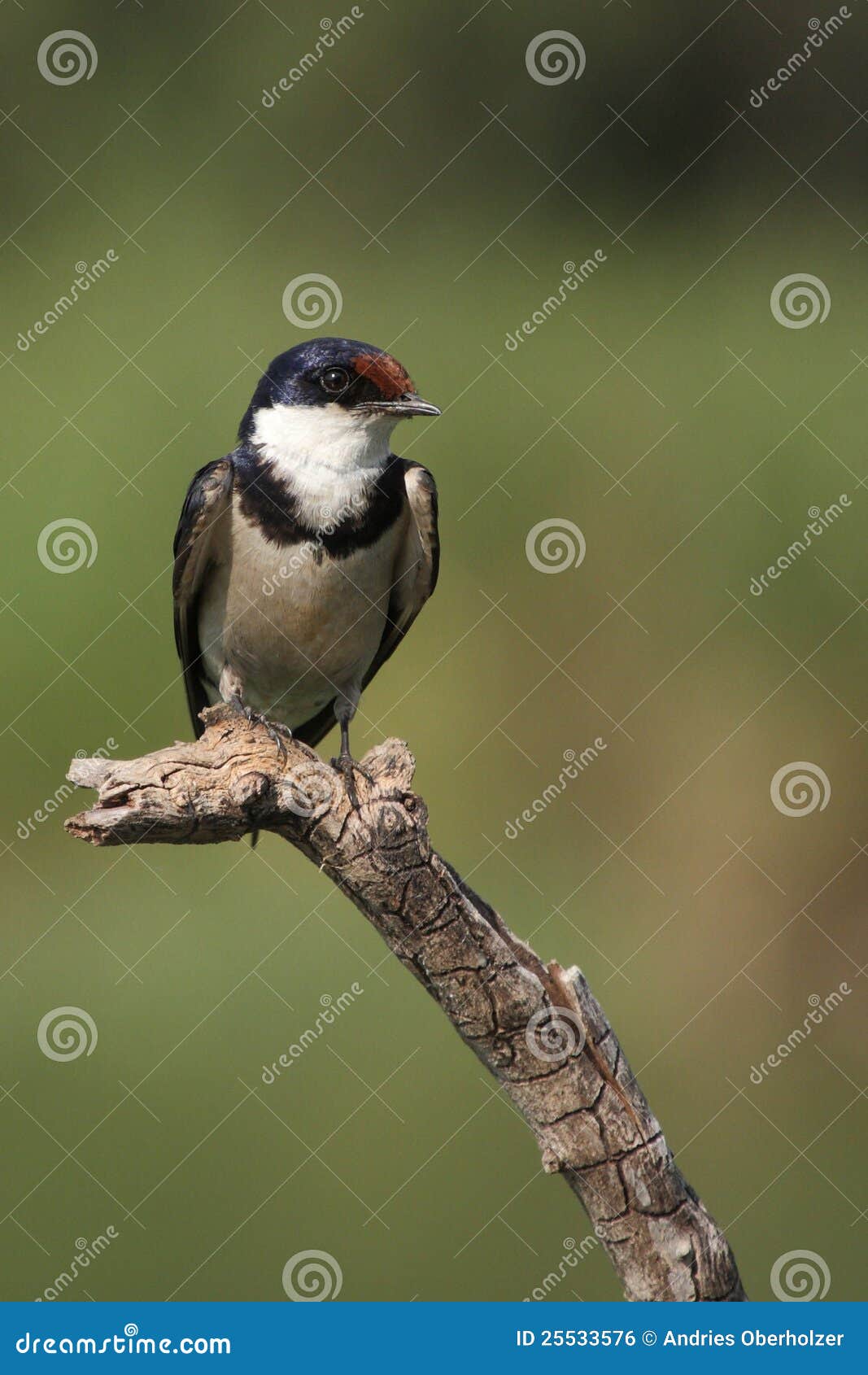 White-throated Swallow stock photo. Image of shout, beak - 25533576
