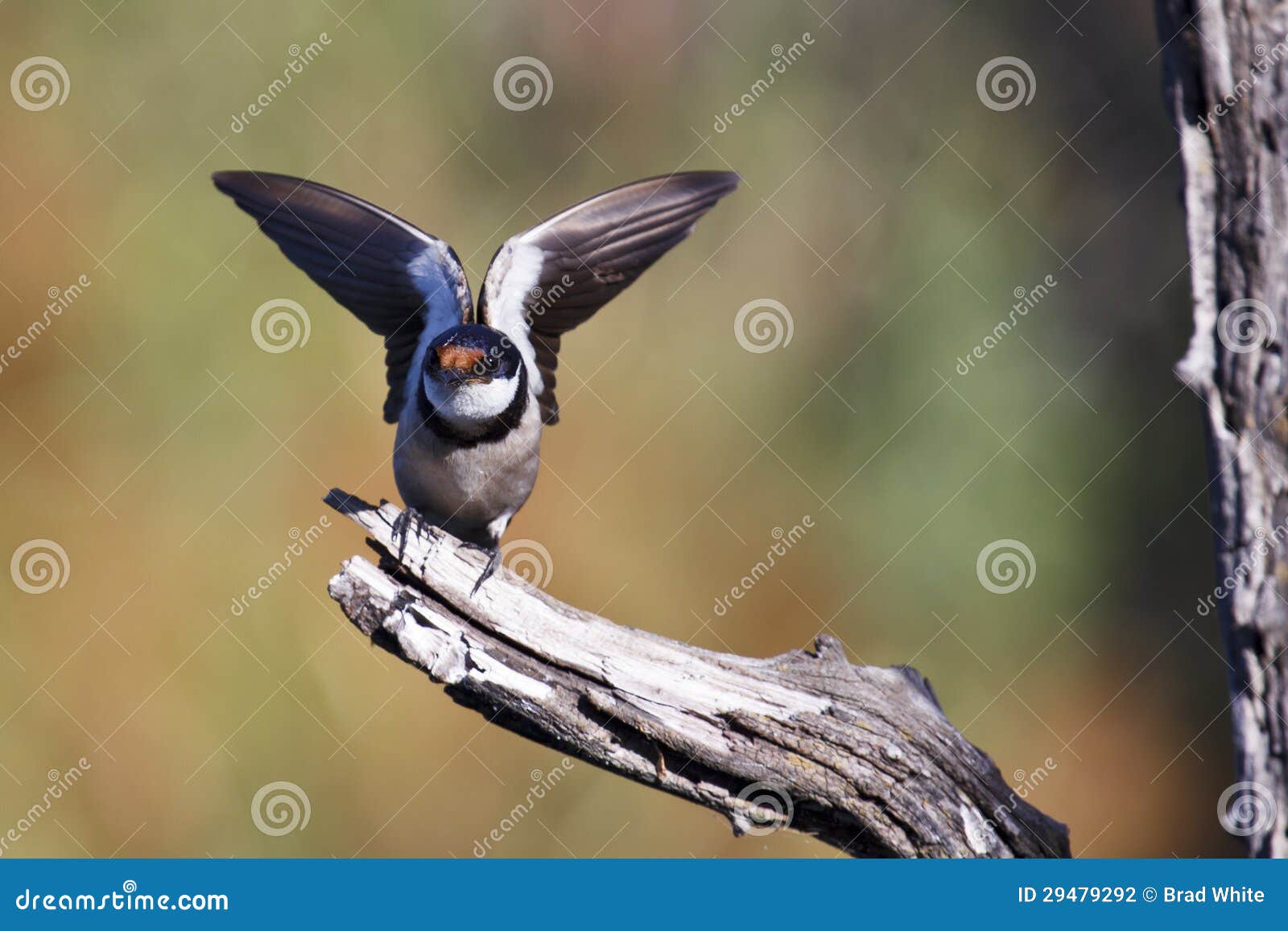 White-throated Swallow stock photo. Image of lake, feathered - 29479292