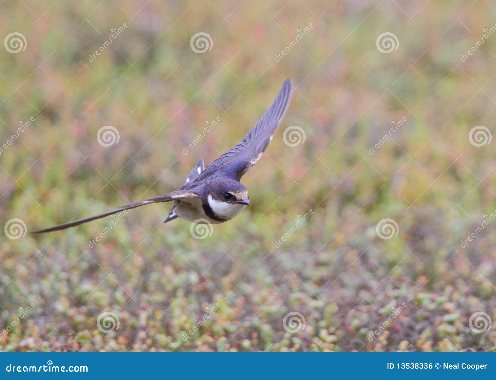 White Throated Swallow in Flight Stock Photo - Image of hirundo ...