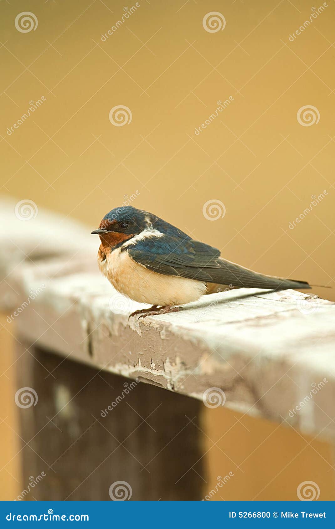White throated swift stock photo. Image of birds, feathers - 5266800