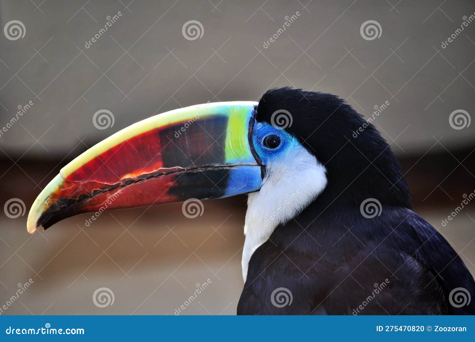 White-throated Toucan (Ramphastos Tucanus) Stock Photo - Image of ...