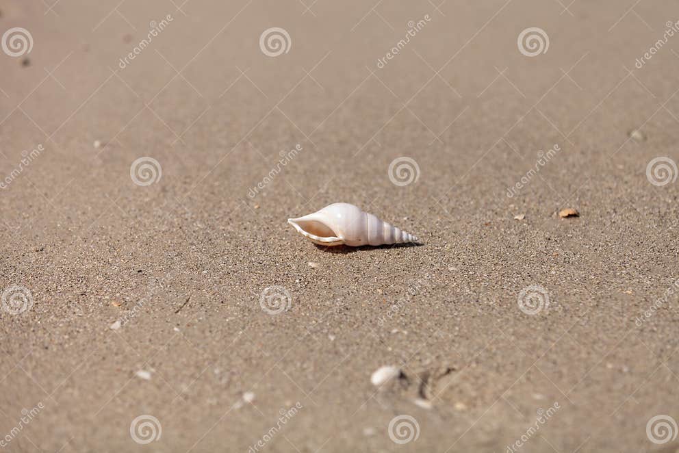 White Tibia Shell Tibia Fusus on the Sand Stock Photo - Image of beach ...