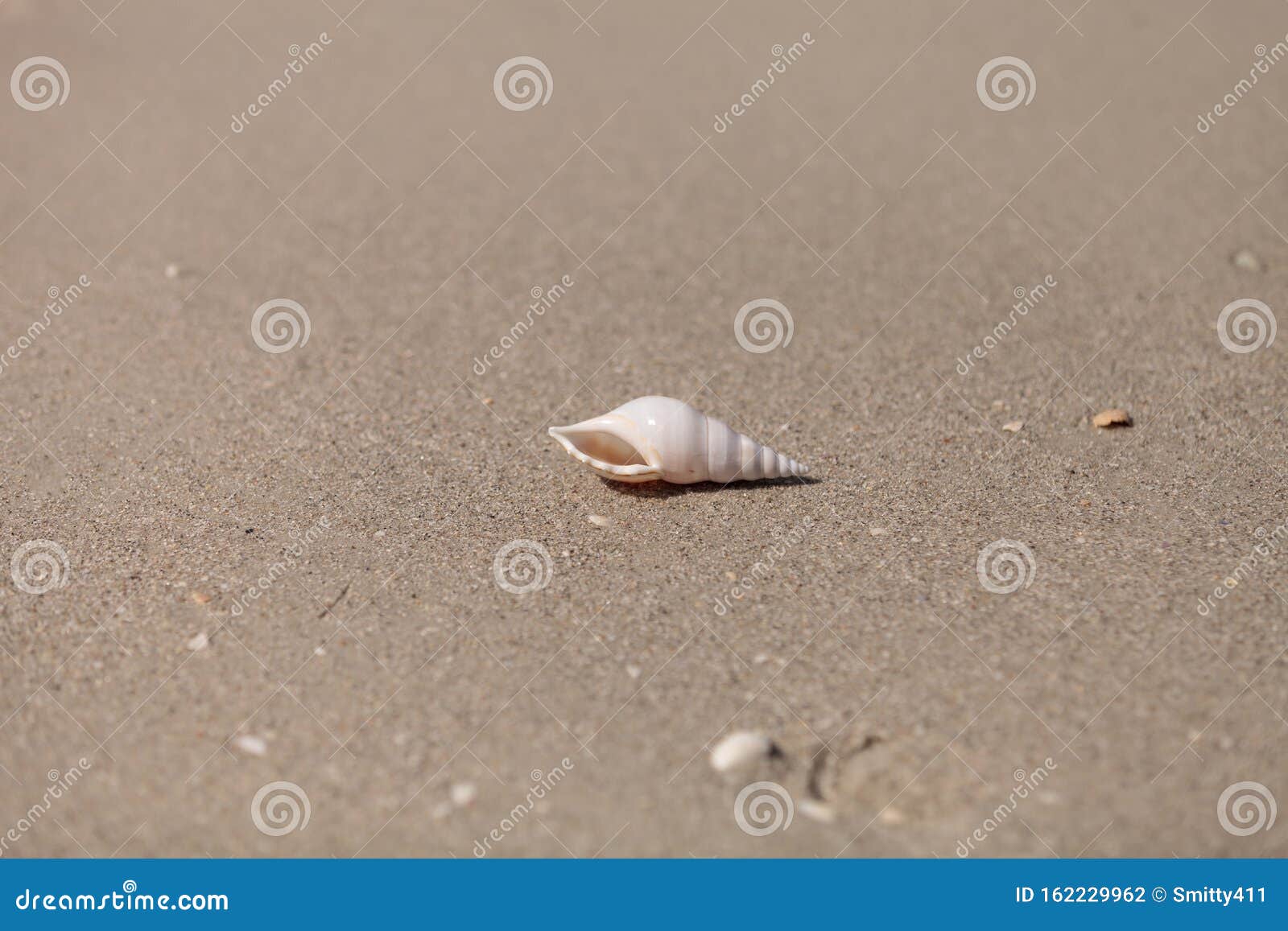 White Tibia Shell Tibia Fusus on the Sand Stock Photo - Image of ...