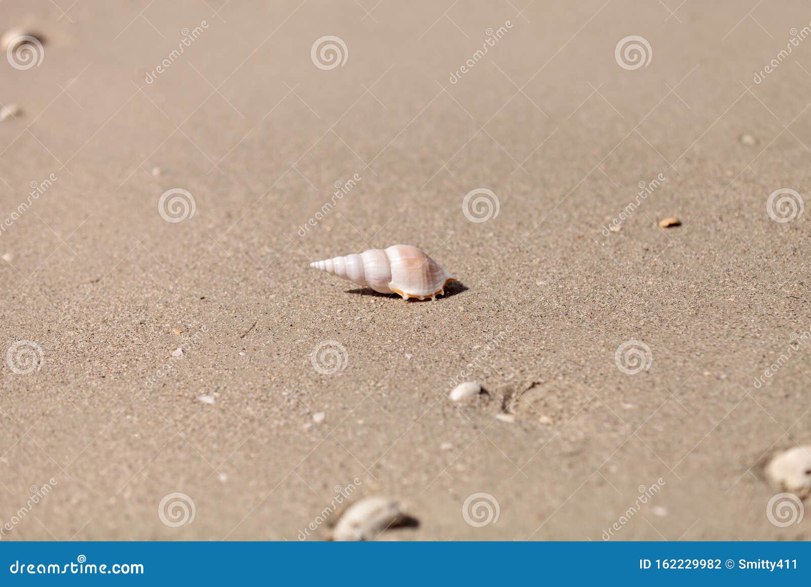 White Tibia Shell Tibia Fusus on the Sand Stock Photo - Image of ...