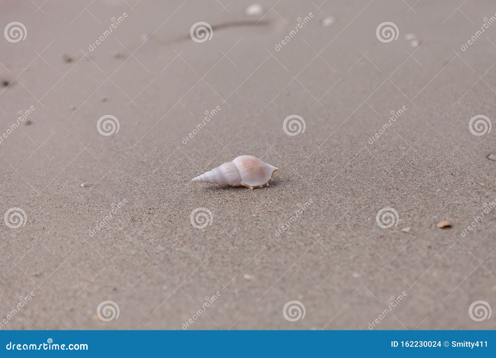 White Tibia Shell Tibia Fusus on the Sand Stock Photo - Image of life ...