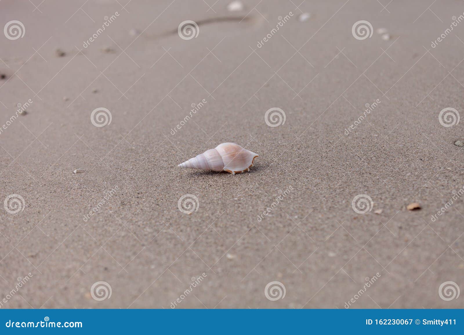 White Tibia Shell Tibia Fusus on the Sand Stock Image - Image of snail ...