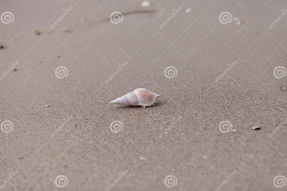 White Tibia Shell Tibia Fusus on the Sand Stock Image - Image of snail ...