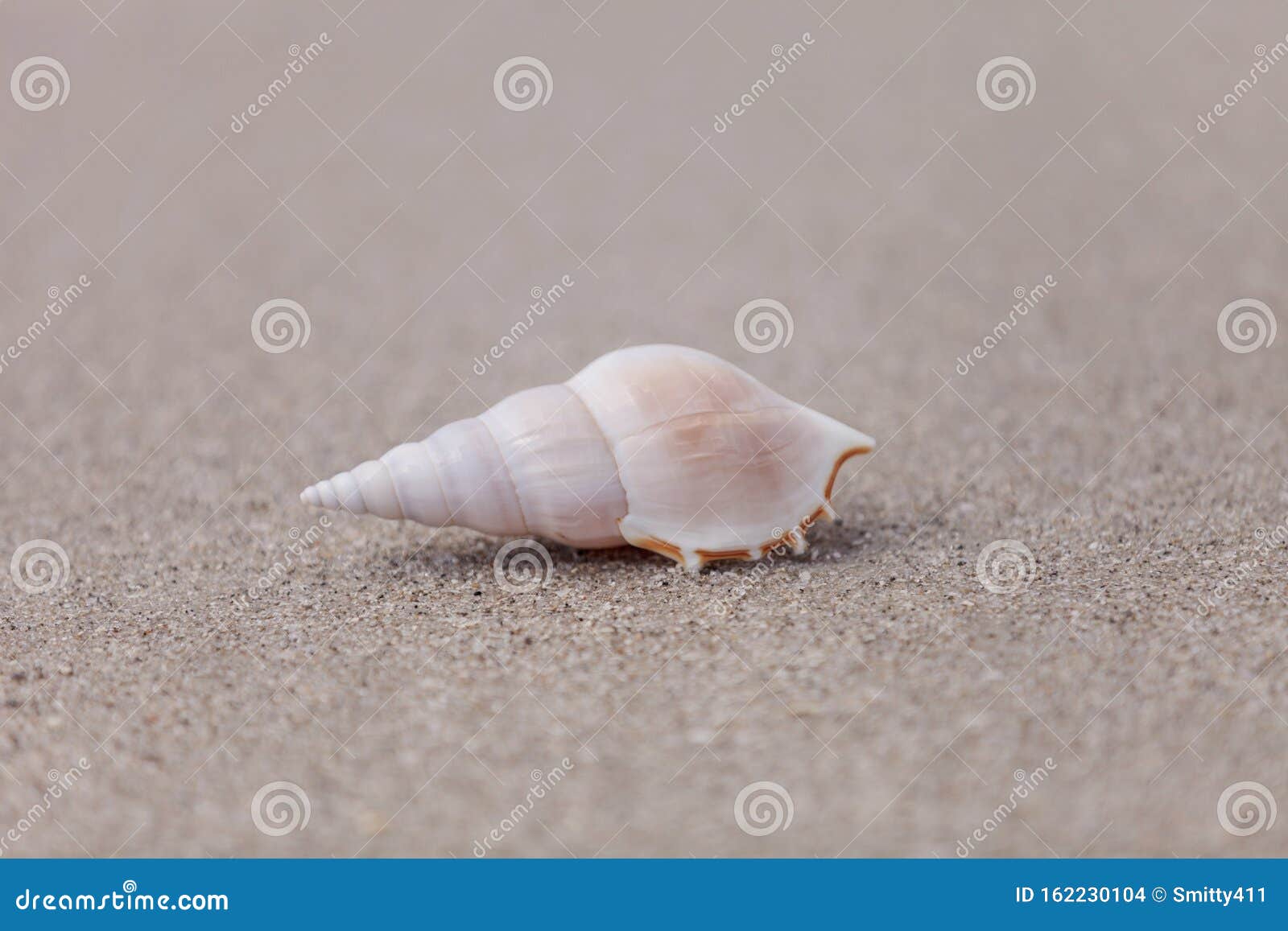 White Tibia Shell Tibia Fusus on the Sand Stock Photo - Image of ...