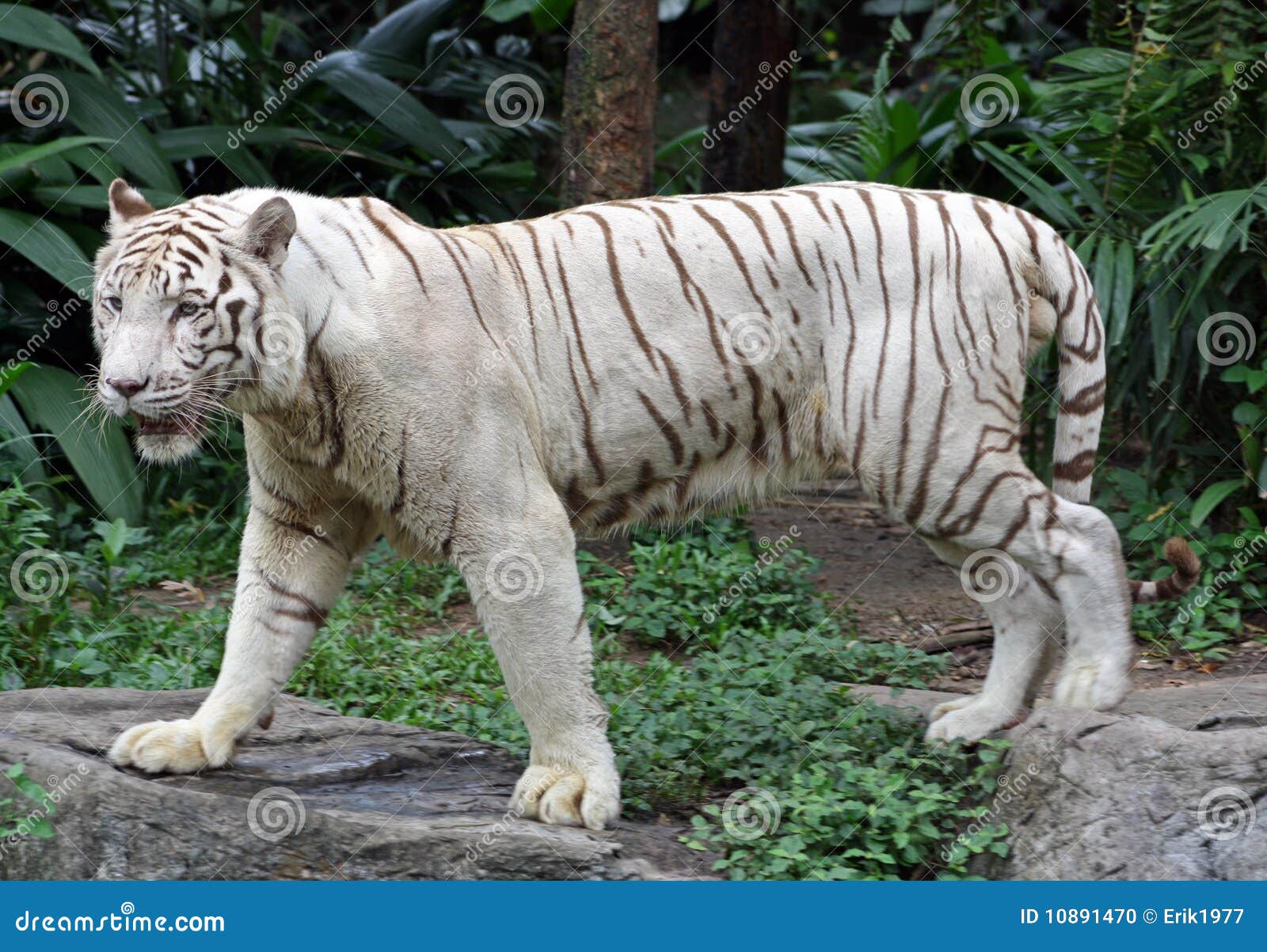 White tiger stock photo. Image of mammal, eyes, fish - 10891470