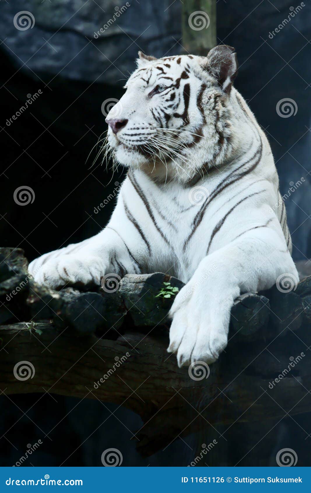 White tiger stock photo. Image of feline, cheek, bengali - 11651126