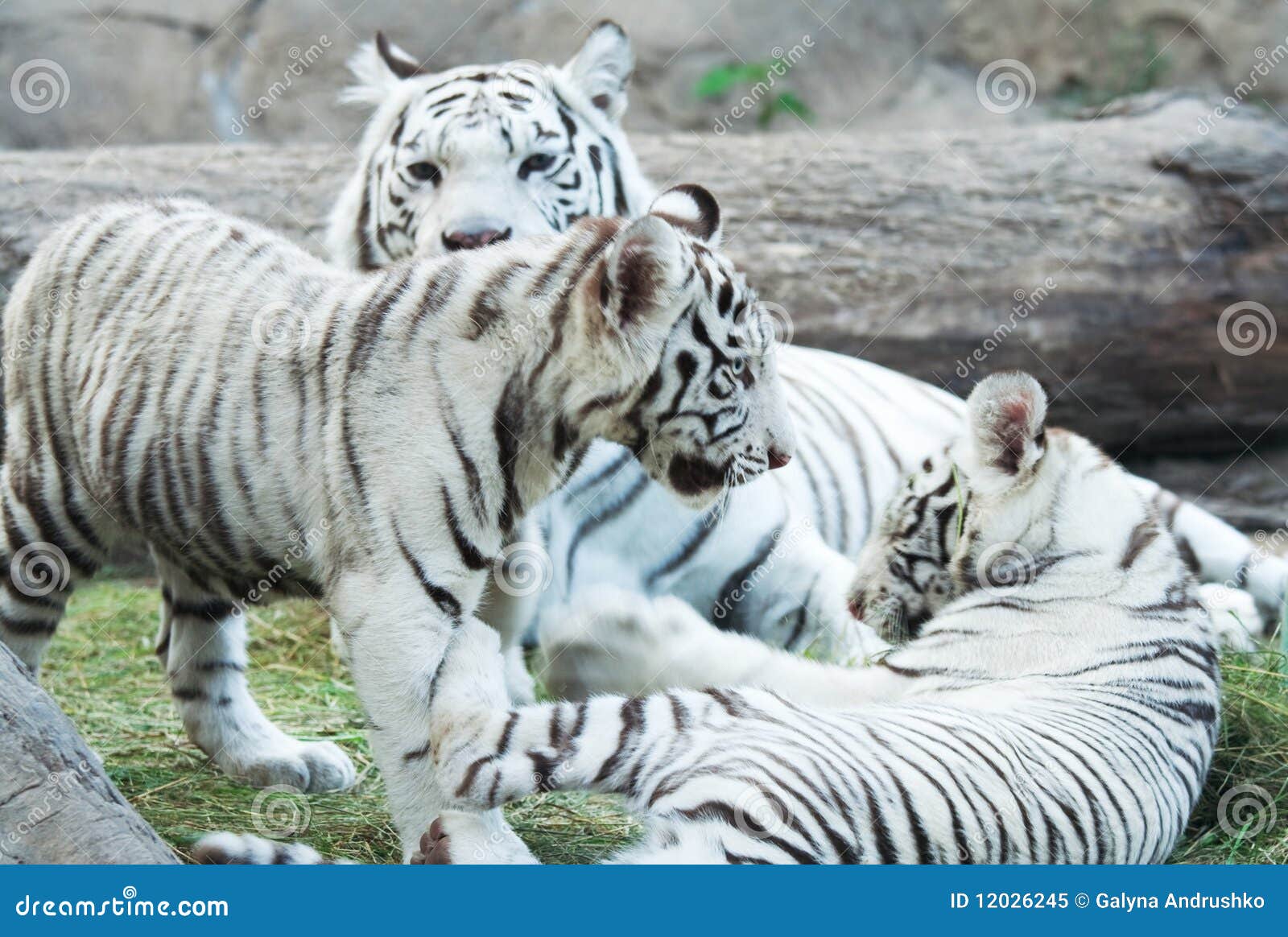 White tiger stock image. Image of tiger, silver, striped - 12026245