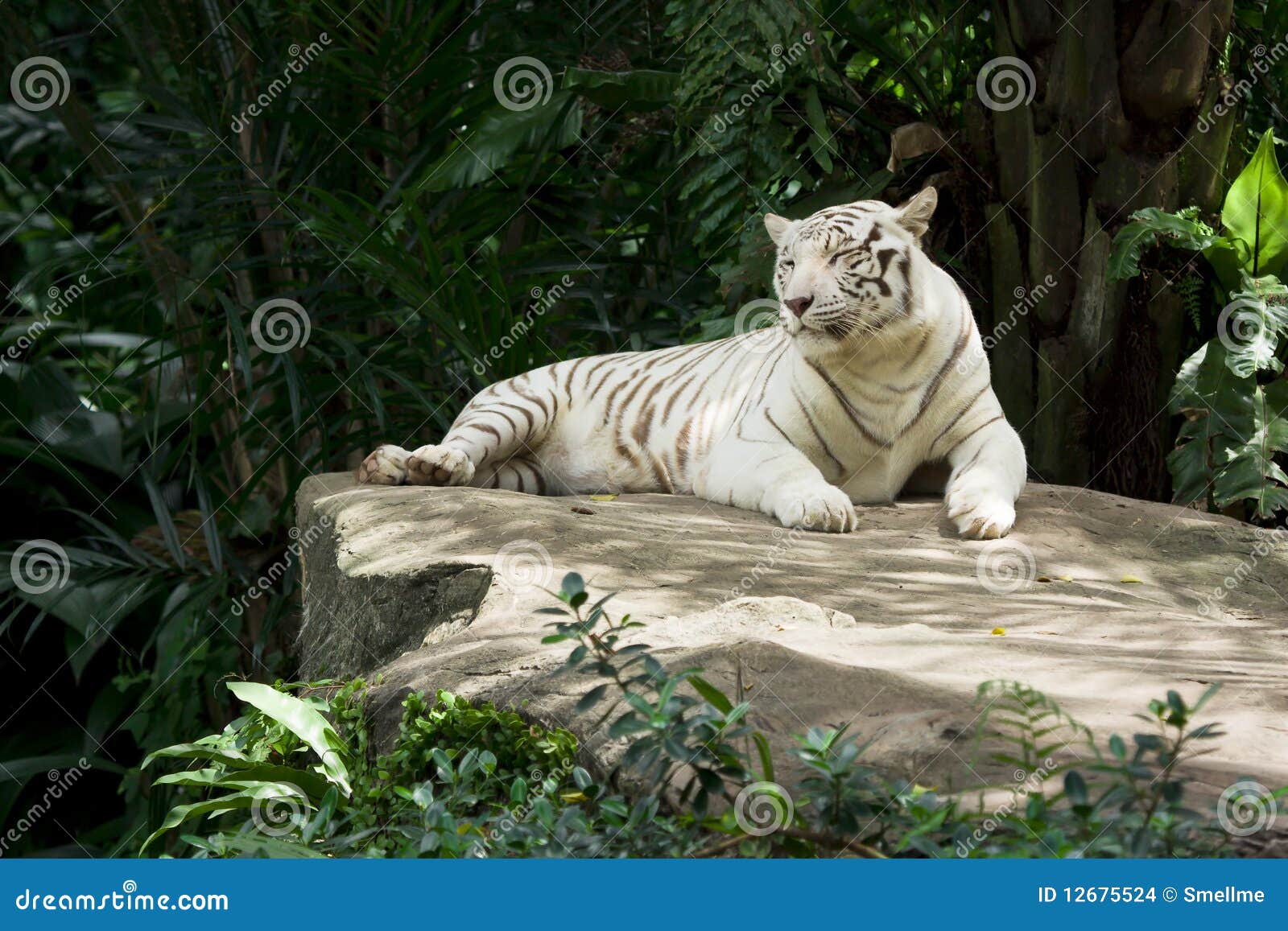 White tiger stock photo. Image of predator, nature, carnivore - 12675524