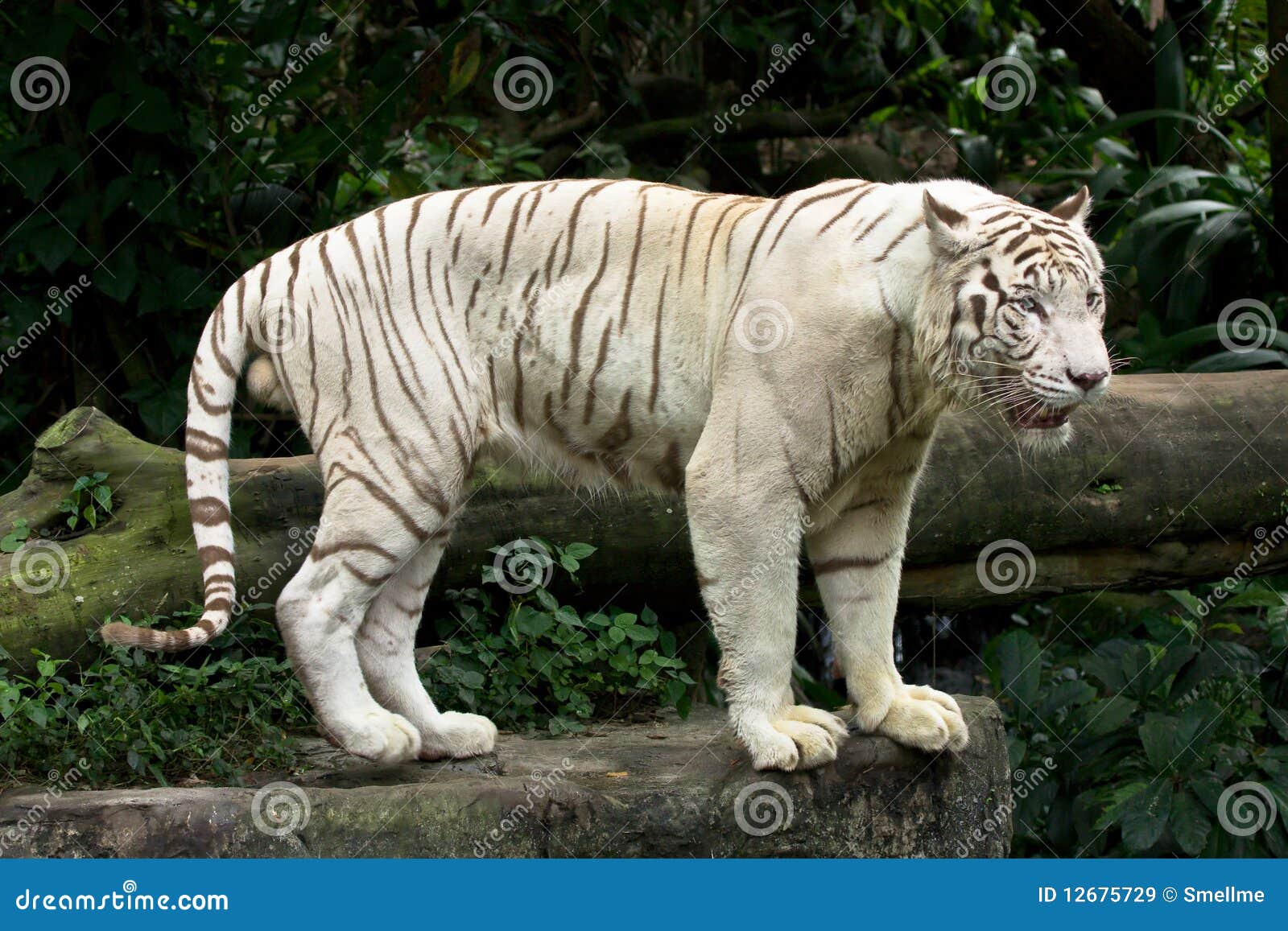 White tiger stock image. Image of albino, majestic, head - 12675729