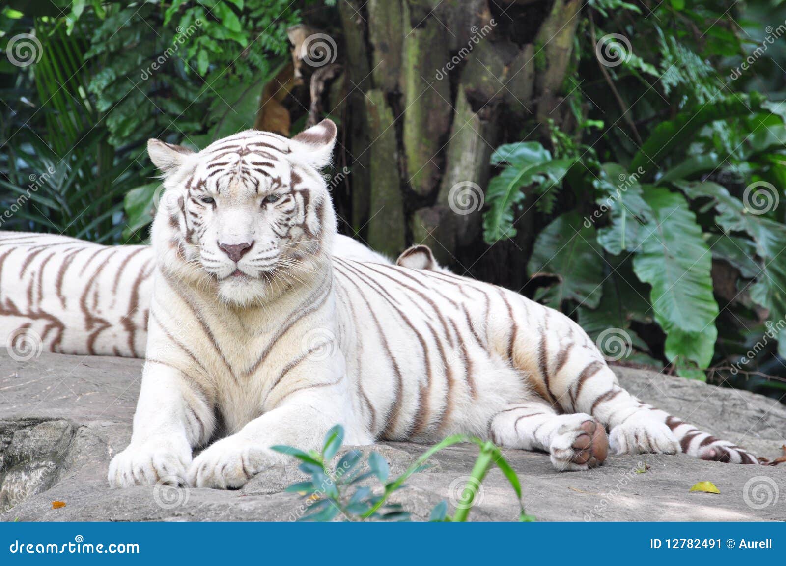 White Tiger stock image. Image of organism, cute, white - 12782491