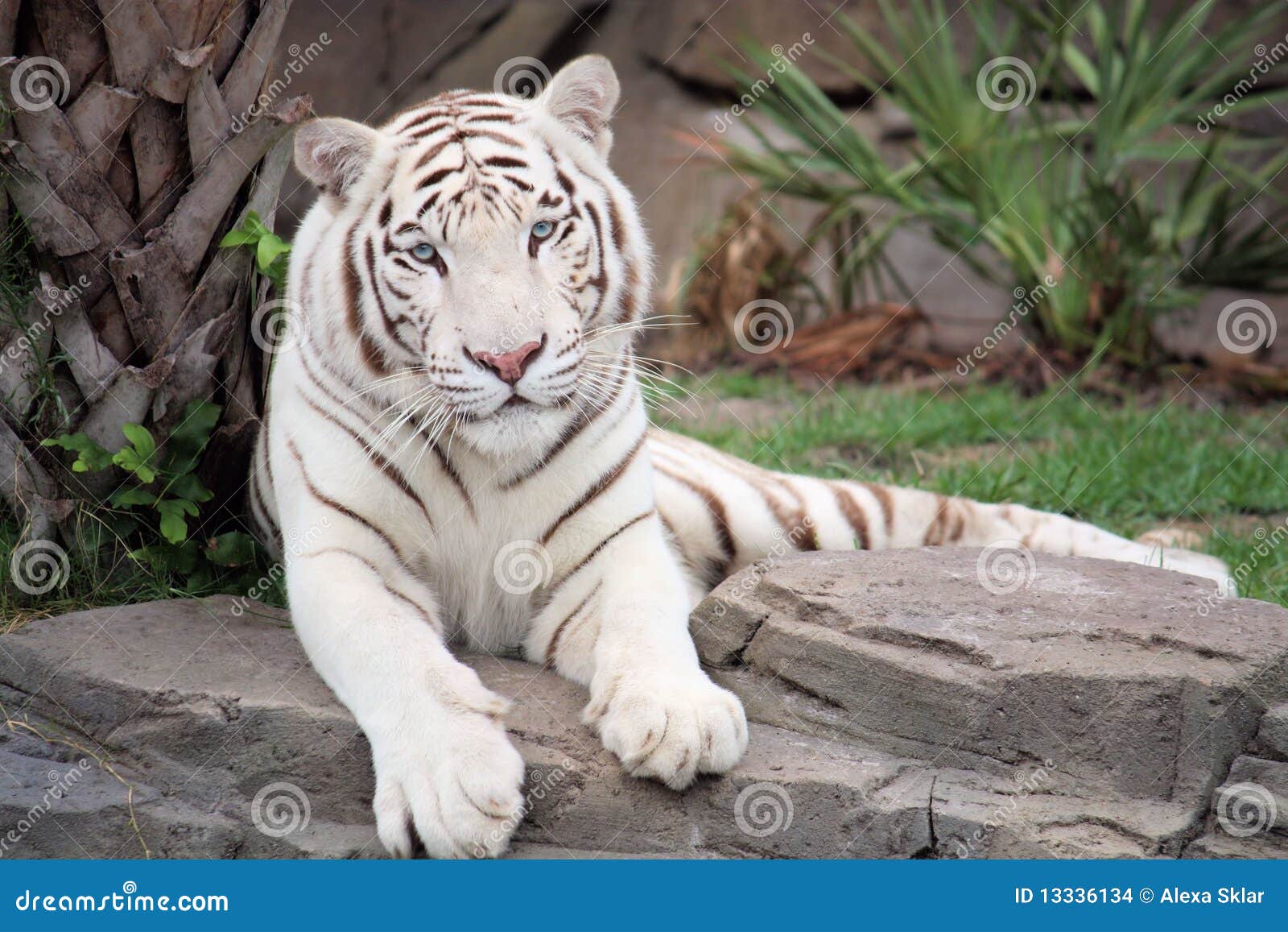 272 Strange Tiger Stock Photos - Free & Royalty-Free Stock Photos from ...